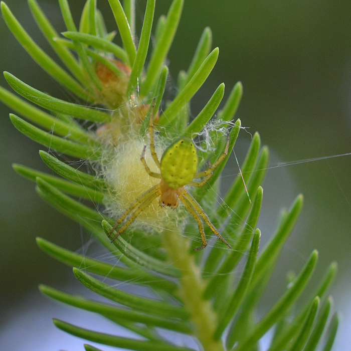 Araignée Jaune - CDERSSM